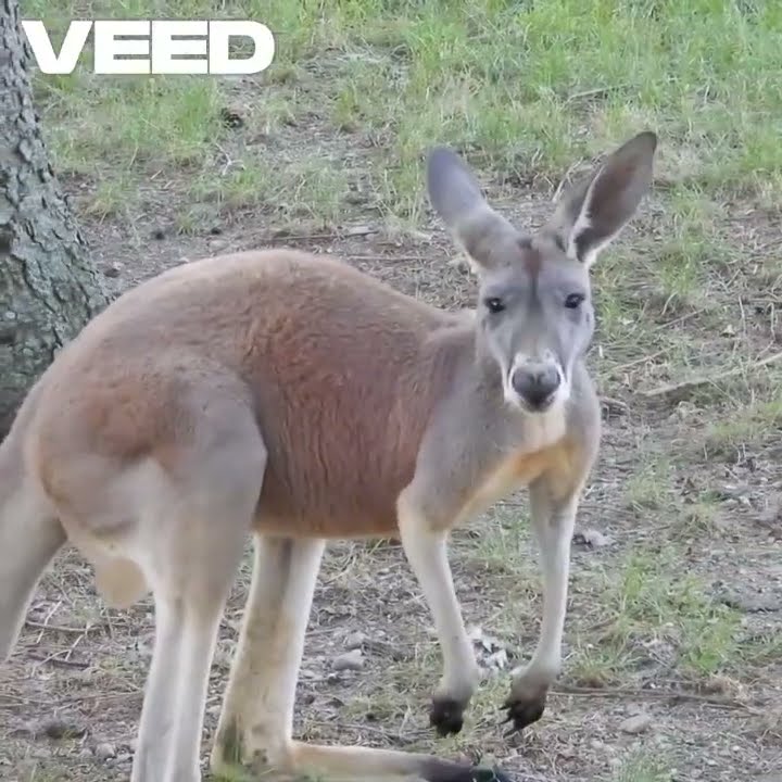 The Kangaroo (this story of kangaroo inspires everyone to explore the ...