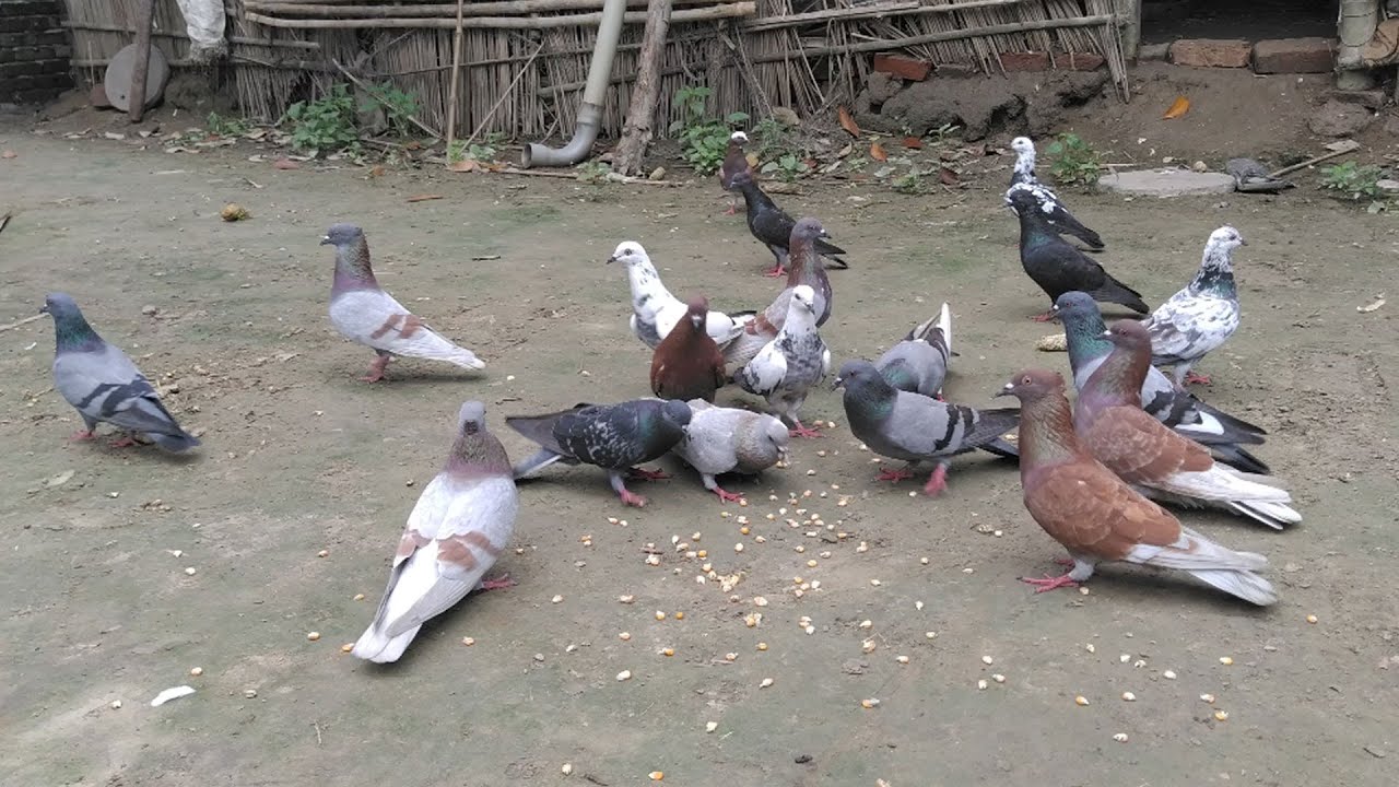 Pigeon and Cat, Cat Chasing Pigeons - YouTube