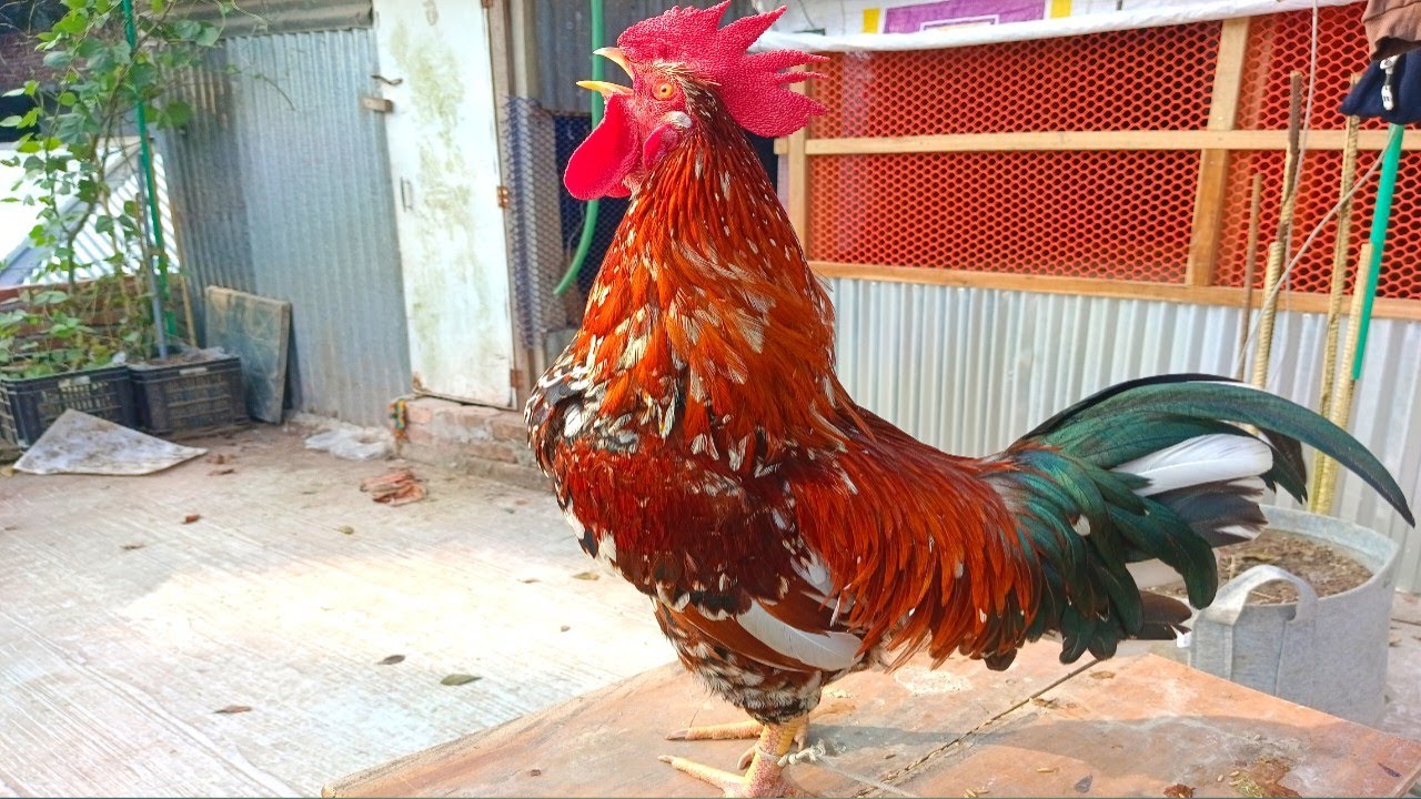 Rooster Calling | 20 Rooster crowing in the morning | Rooster crowing ...