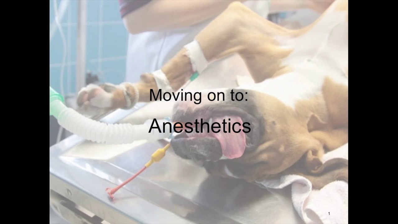 General Anesthetics and CNS Stimulants (VETERINARY TECHNICIAN EDUCATION ...