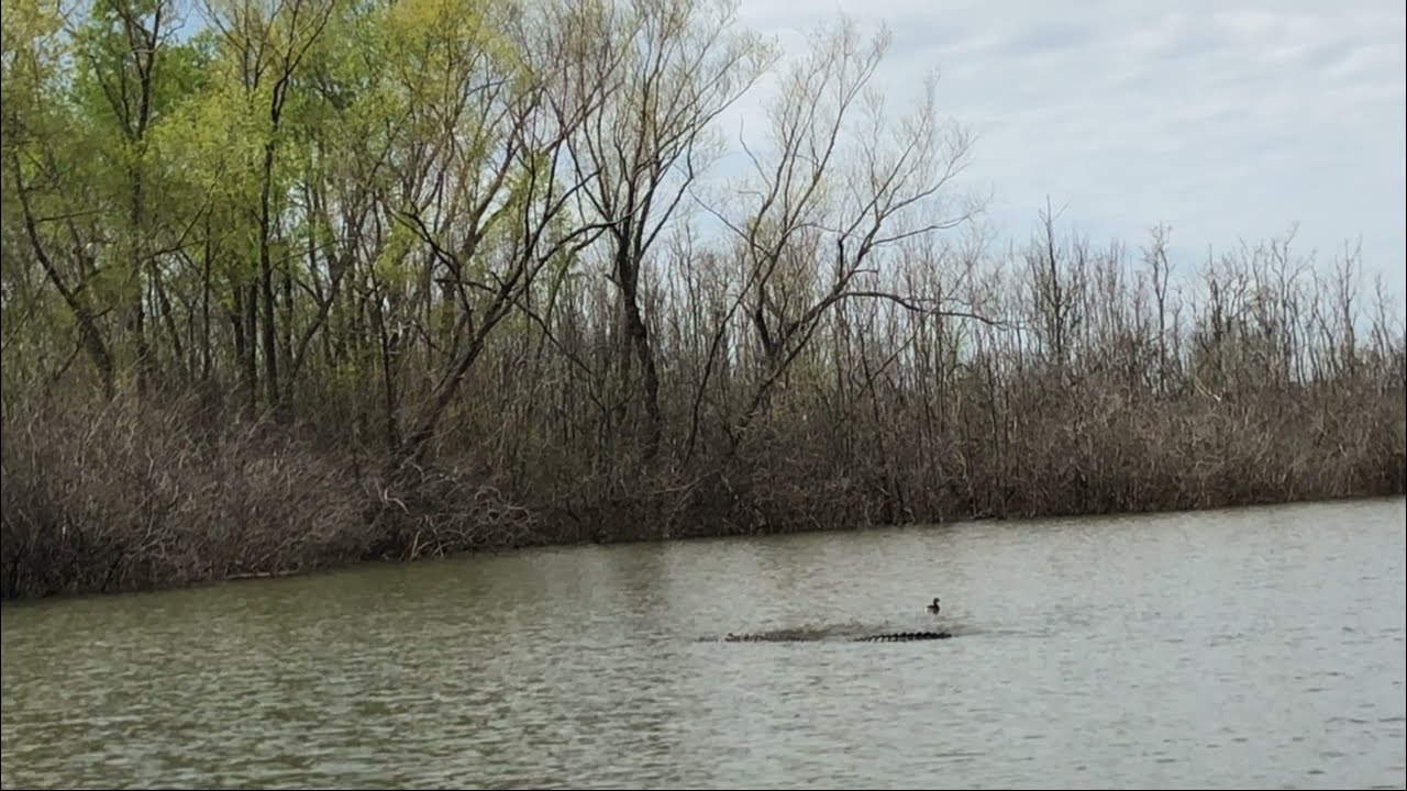 Gator Stalking a duck on Lake Caroline Bossier City LA - YouTube