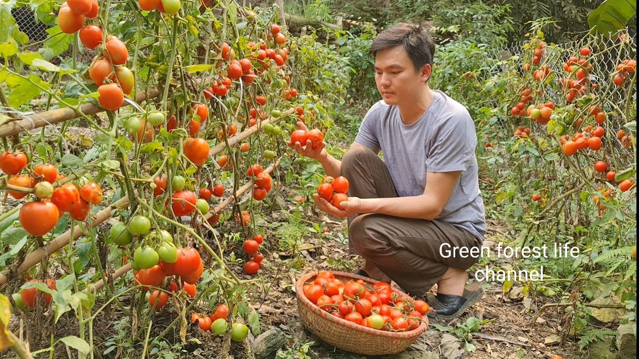 My vegetable garden from spring to autumn always beautiful. Robert | Green forest life (ep284 ...