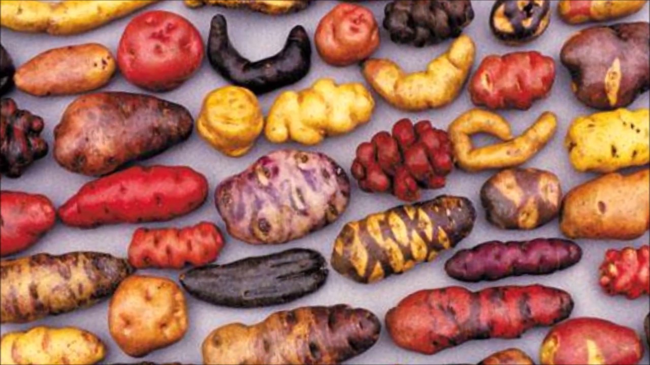 Todo lo que deberías saber sobre el Ulluco - YouTube