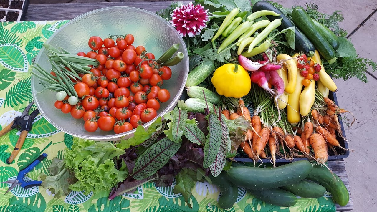 Huge Half Hour Harvest with a project unveiling - YouTube