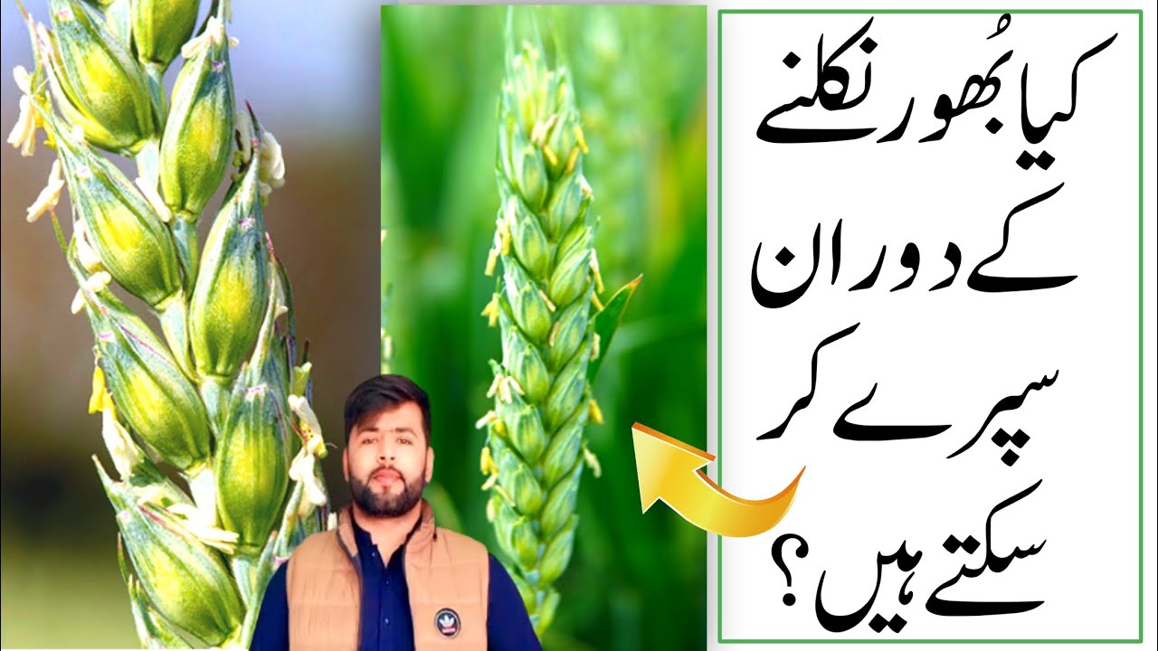 Can we Spray During pollination Of Wheat Crop | Potash Spray | Wheat ...