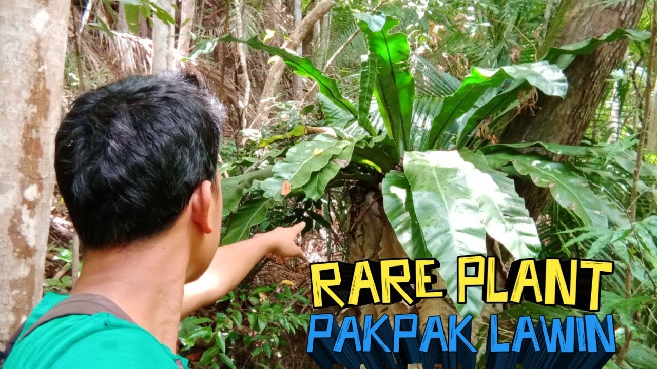 RARE PLANT O HANGING PLANT NA MATATAGPUAN SA KAGUBATAN | PAKPAK LAWIN ...