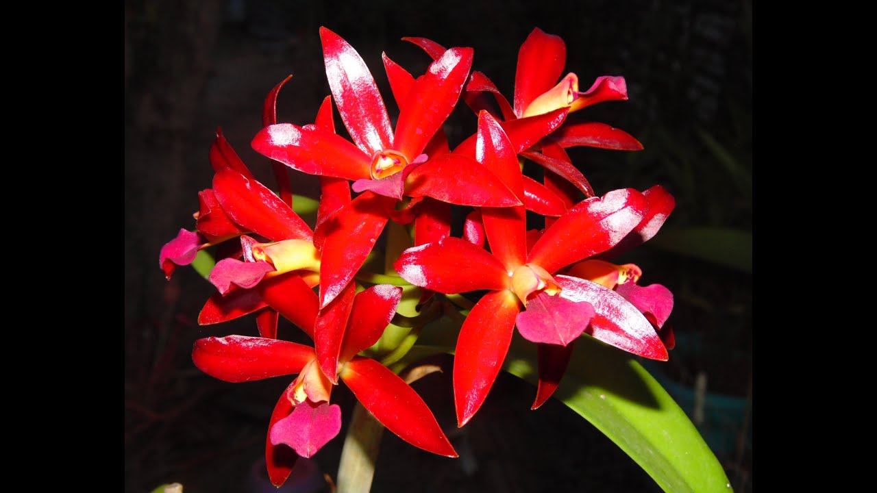 CATTLEYA CHOCOLATE 'DROP' - MAIS UMA BELA FLORAÇÃO - YouTube