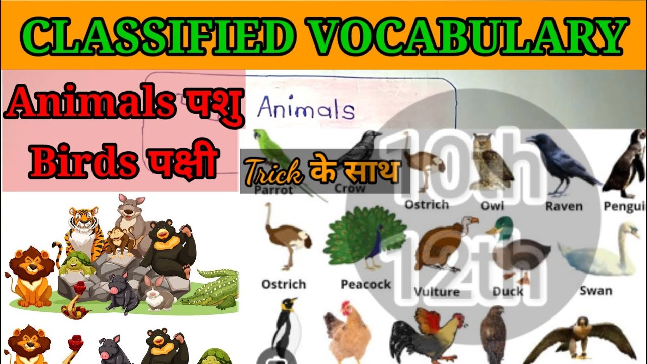 CLASSIFIED VOCABULARY (Animals पशु Birds पक्षी ) - YouTube
