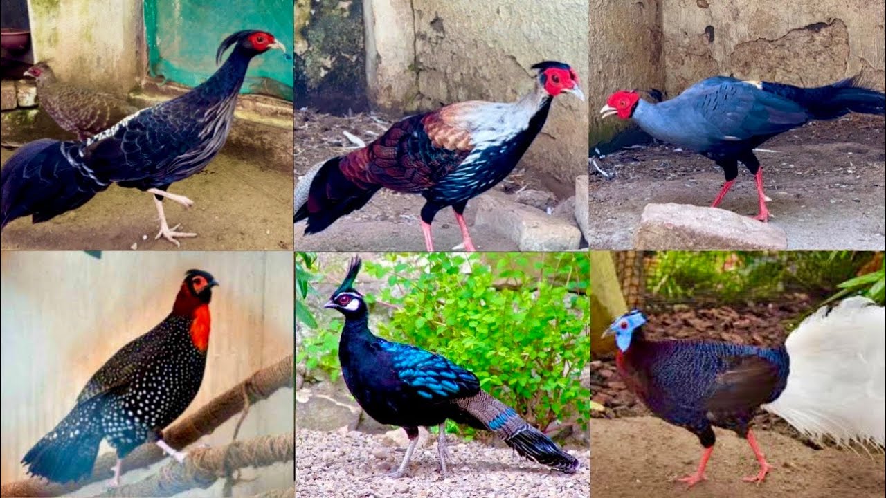 Pheasant Dancing, Biggest Pheasant Breeding Farm, Pheasants Hen ...