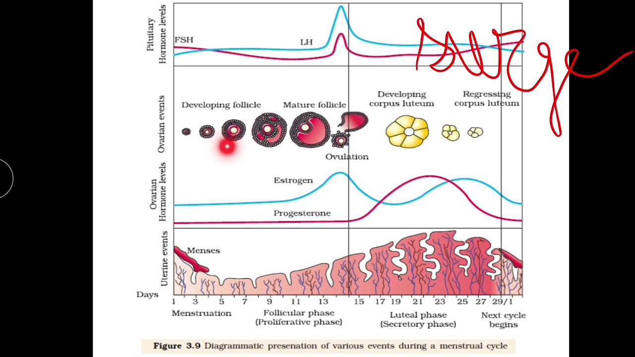 Biology, Class 12th, Chapter 3, Lecture 4, Human Reproduction - YouTube