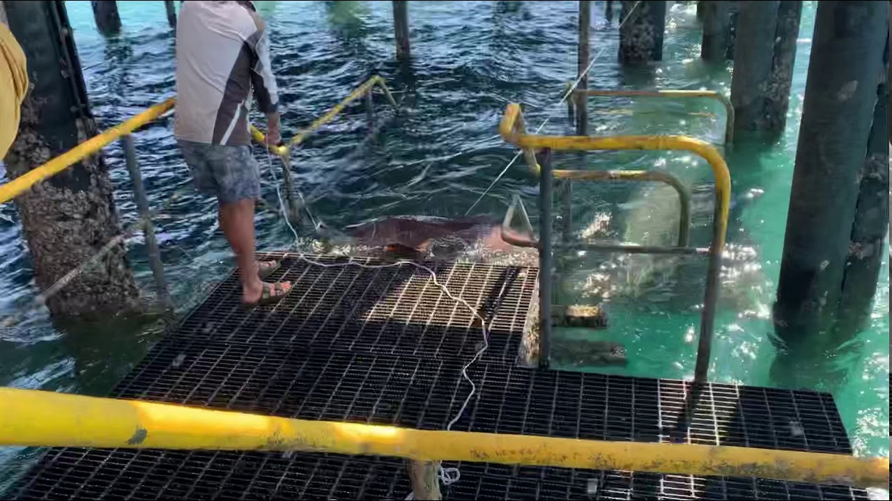 Queensland grouper (Mandorah jetty) - YouTube