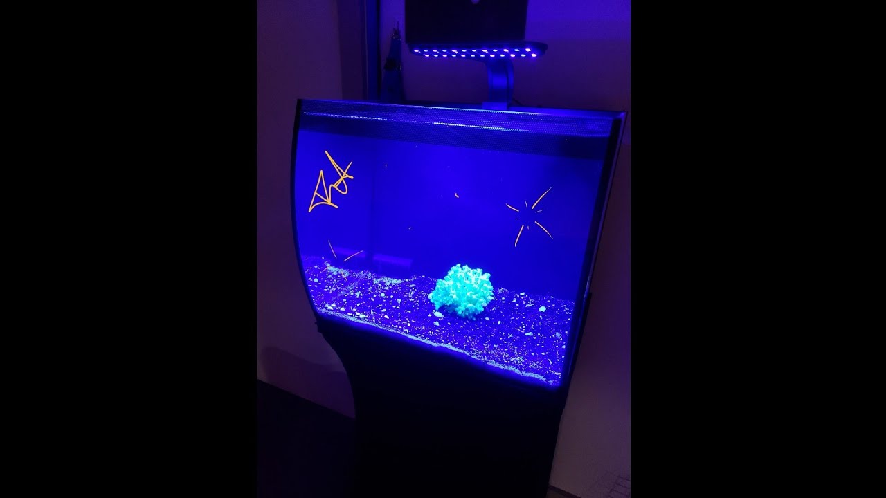 Fluval Flex 15 Saltwater And Fishroom Update* - YouTube