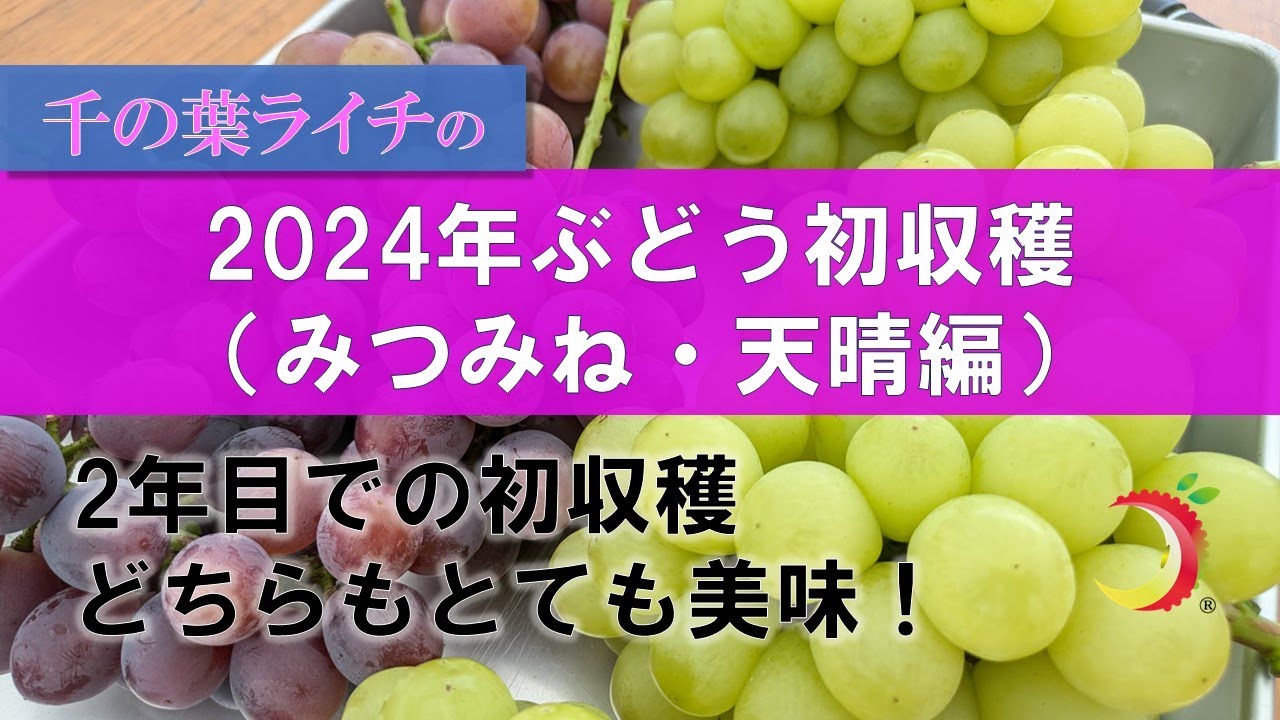 【2024年ぶどう初収穫】（みつみね・あっぱれ編）2年目の木でも立派な房が収穫できました！ - YouTube