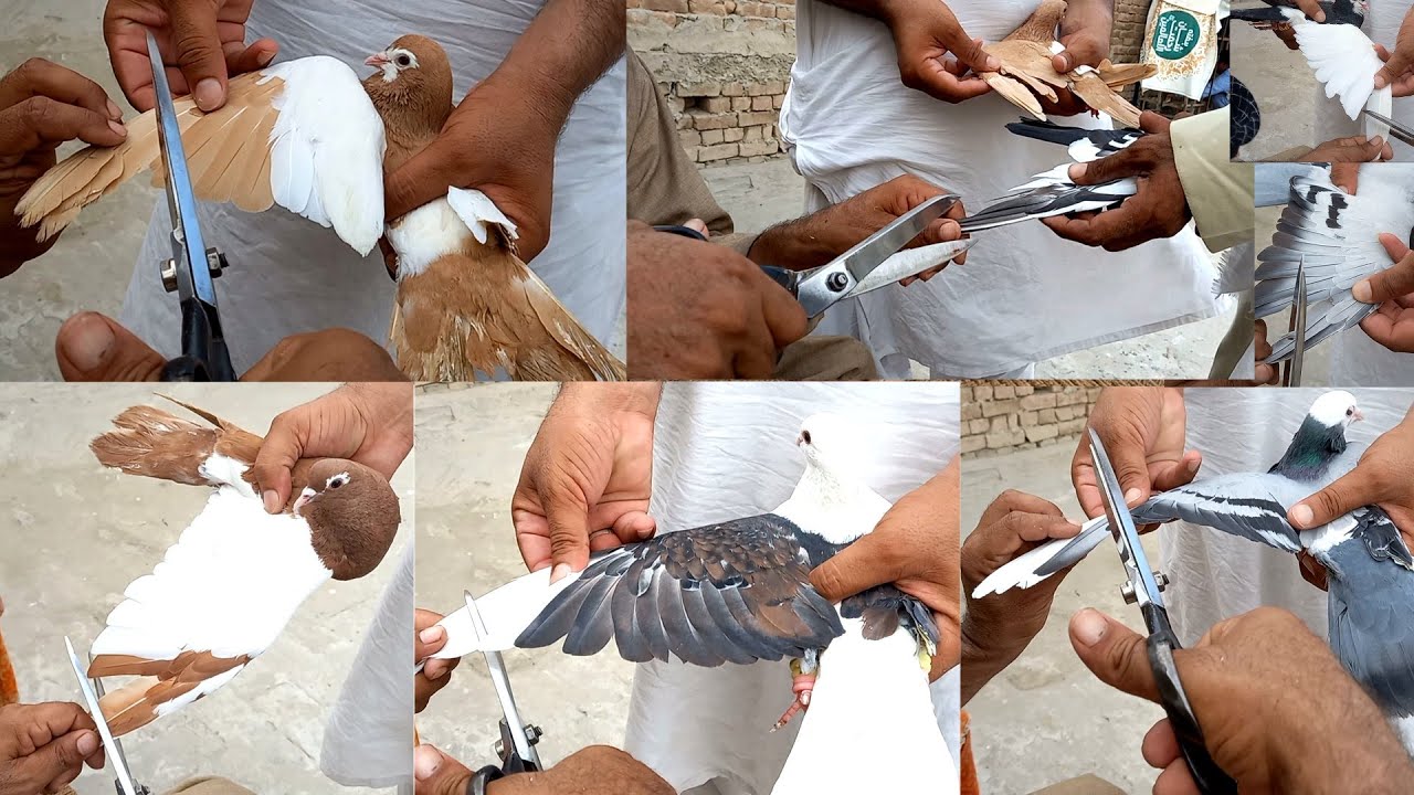 Kabuter ke par kaise kate | How to Cut Pigeons Wings - YouTube