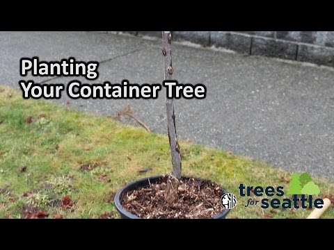 Trees for Seattle: Planting Your Container Tree - YouTube