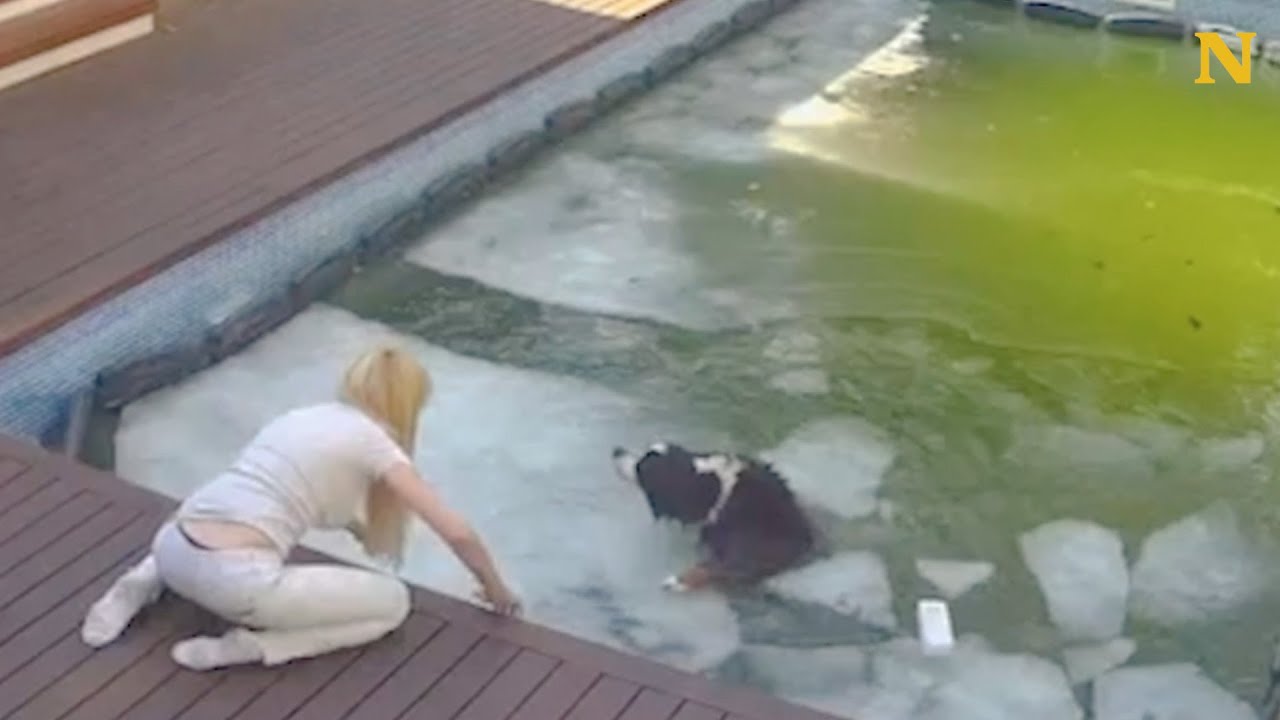 Woman Rescue Dog From Drowning In Pool 😱😰 - YouTube