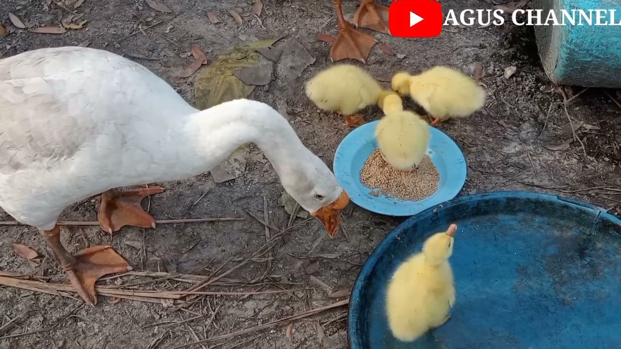 CARA PERAWATAN ANAK ANGSA BARU MENETAS CEPAT BESAR DAN SEHAT - YouTube