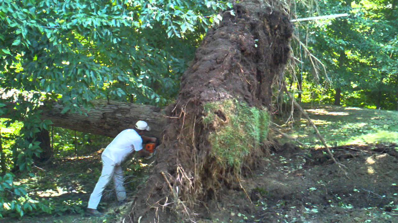 Root Ball Tree Video 2011 - YouTube