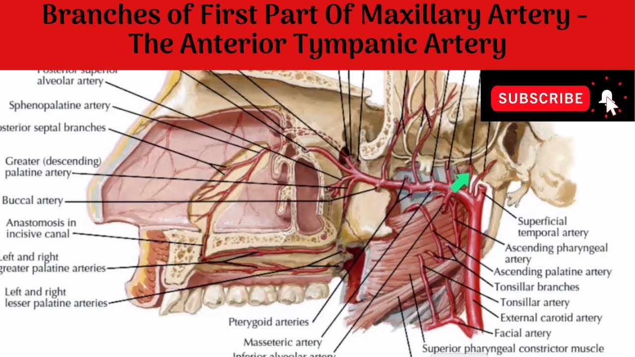 Anterior Tympanic Artery #Anatomy #mbbs #education #bds # ...