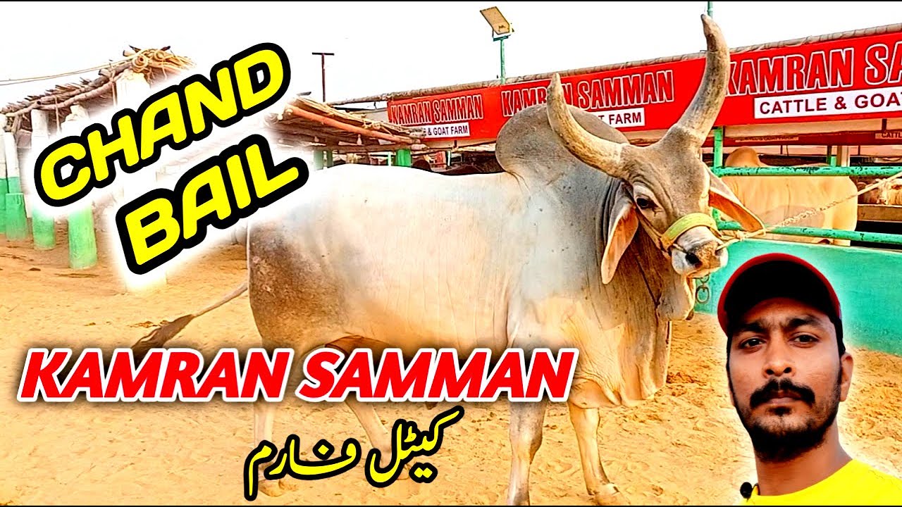 WORLD BIGGEST CHAND BAIL | Chand Bail Qurbani | Dangerous bull ...