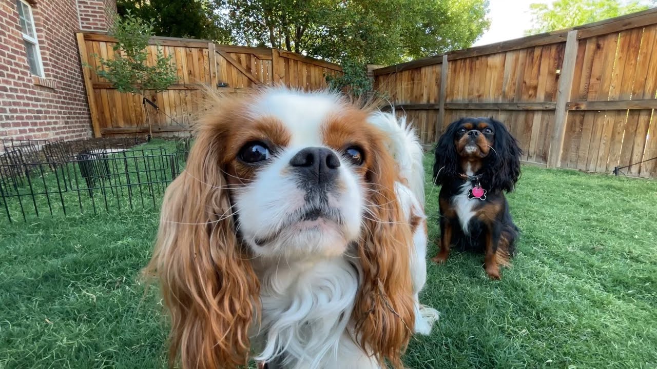 cute dogs play afternoon fetch in the back yard - YouTube