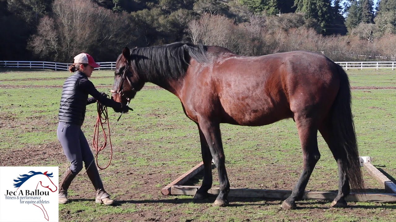 Backing Horses up, Variation Exercise - YouTube