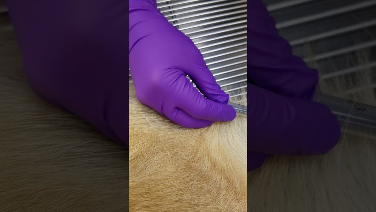 urinary catheter 21922925 - YouTube