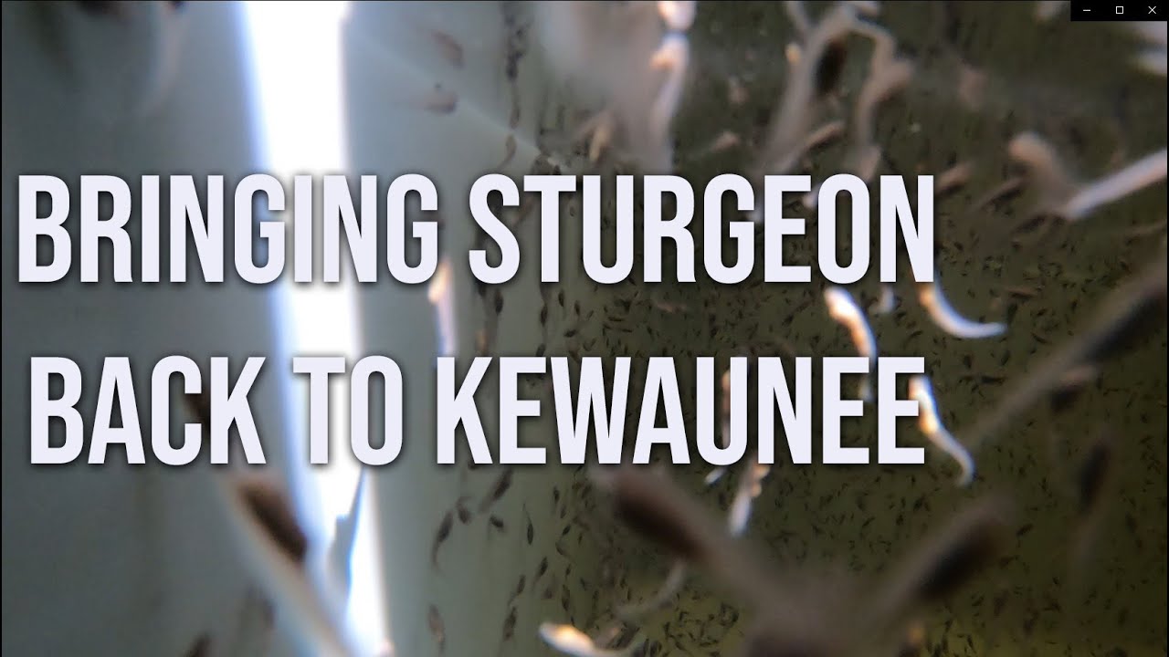 Bringing back the Sturgeon - YouTube