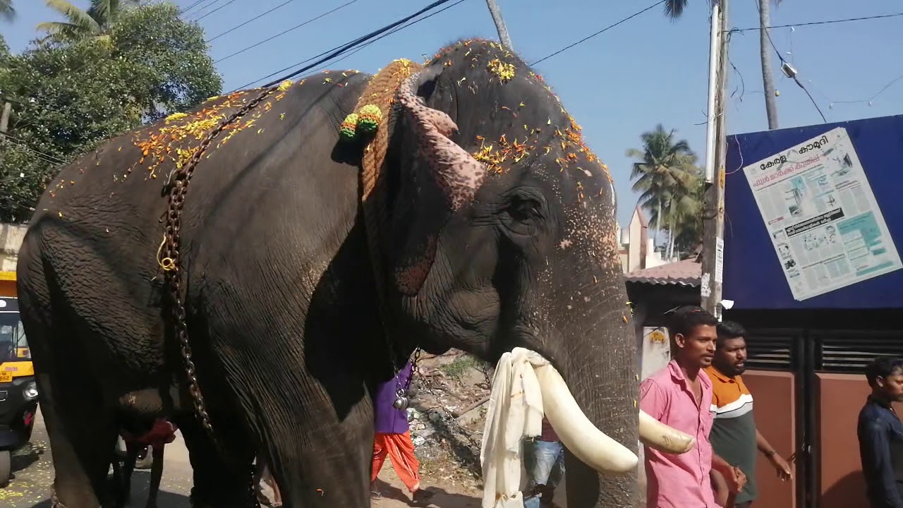 Erattupetta ayypan welcome to Kizhakkathil Temple - YouTube