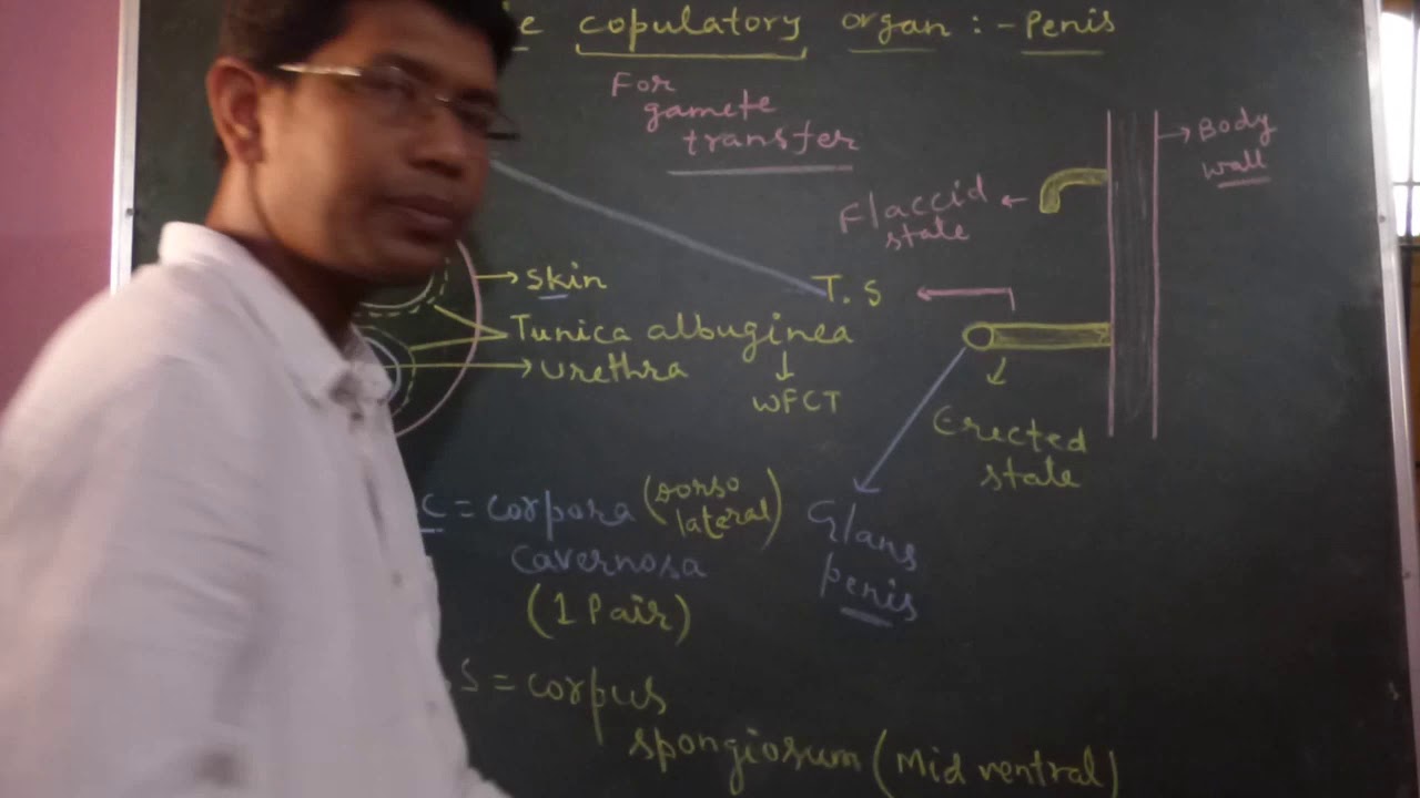 Human reproduction part 13( Male copulatory organ) - YouTube