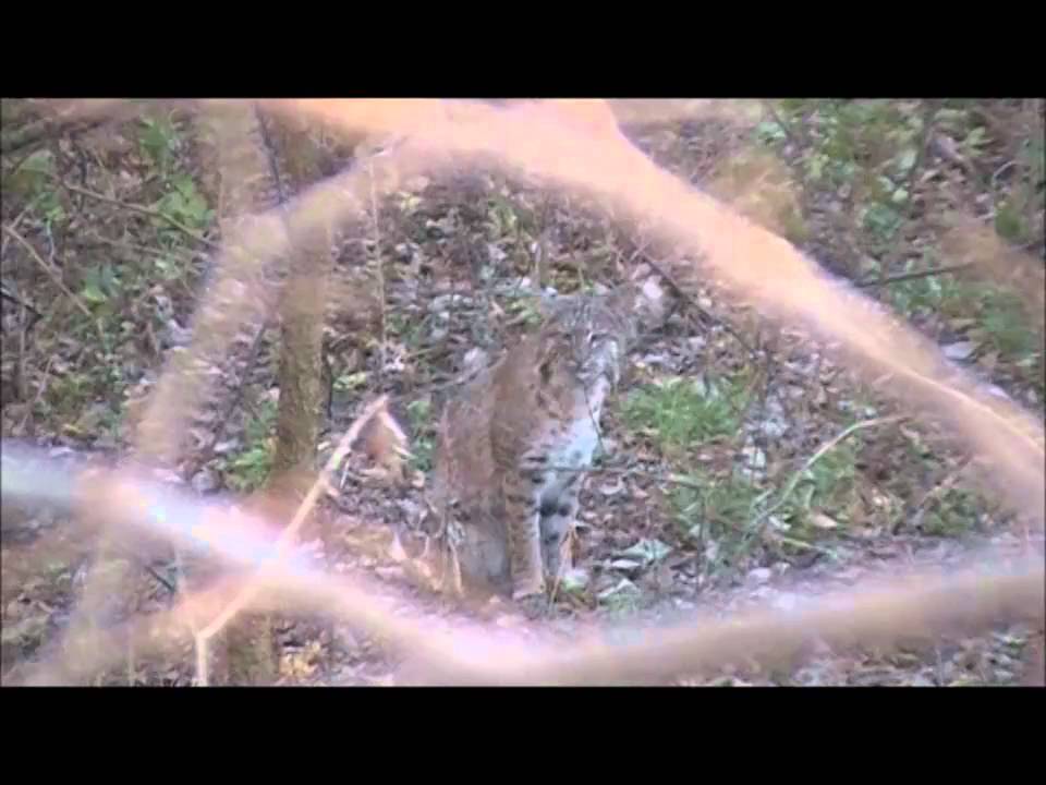 Kansas Bobcat - YouTube