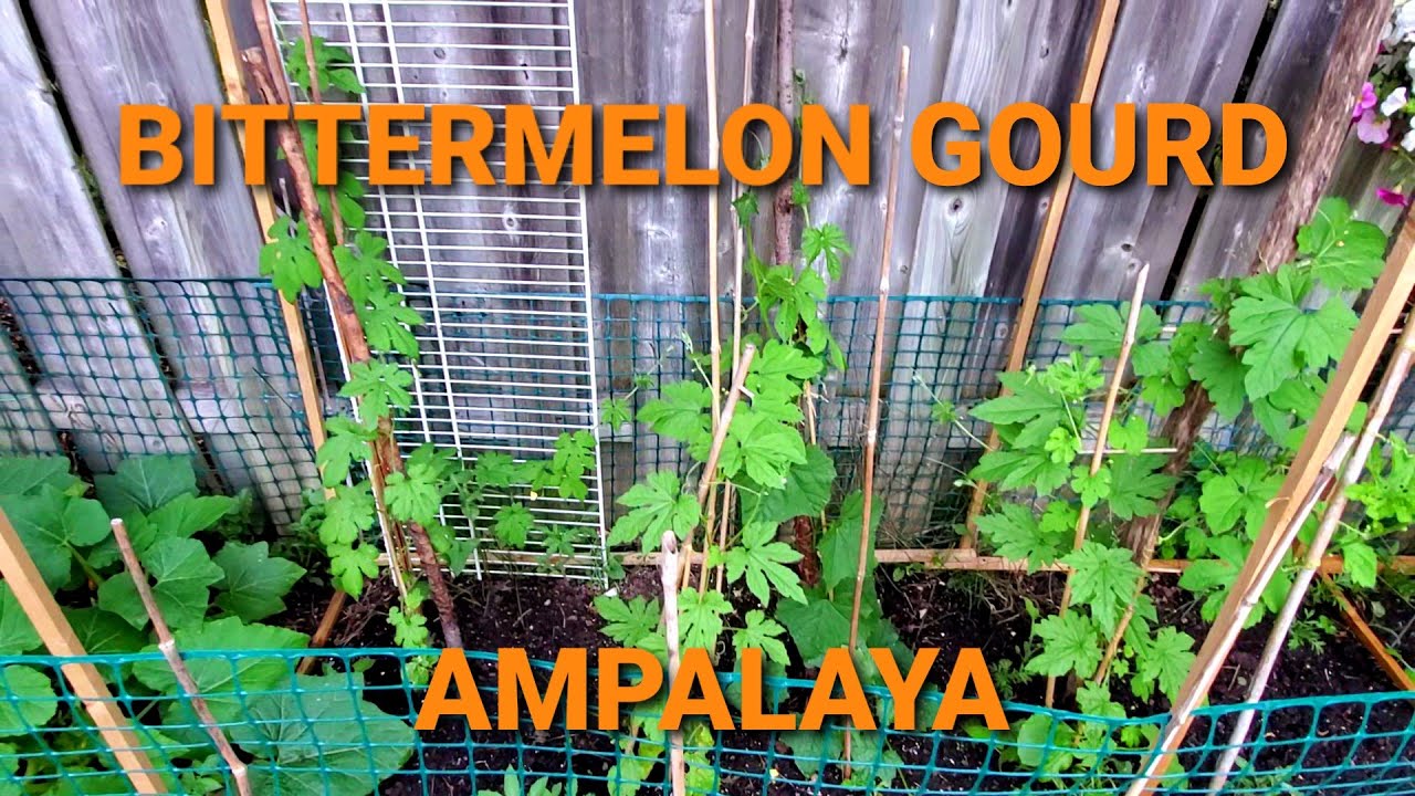 Buhay Canada: GROWING BITTER MELON||AMPALAYA||BITTERMELON GOURD - YouTube