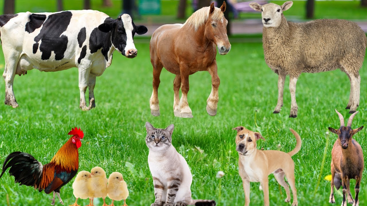 Farm Animal Environment: Goat, Cow, Horse, Dog, Pig, Duck, Cat, Buffalo ...