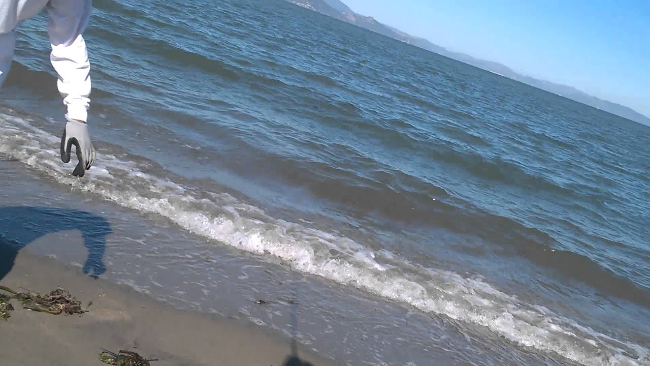 Surf fishing stingray berkeley CA 2015 - YouTube