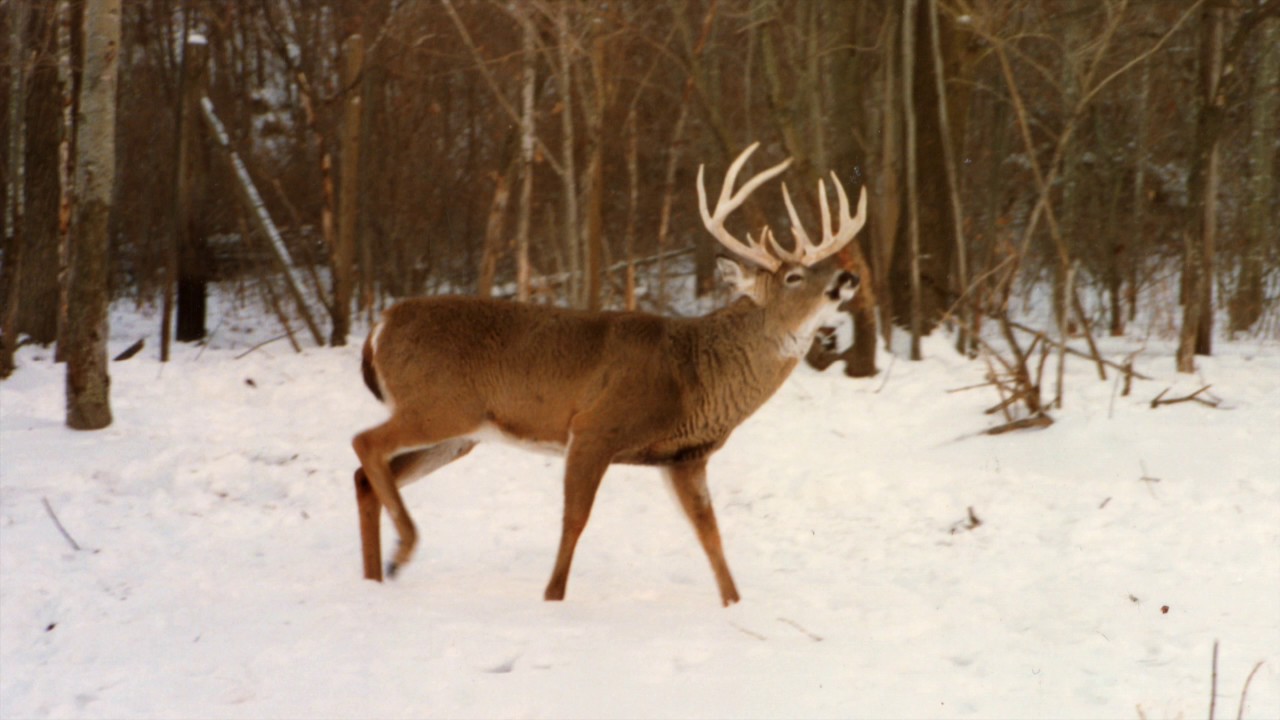 Phase III of the Rut Part 1 of 3 (The Primary Breeding Phase) Deer ...