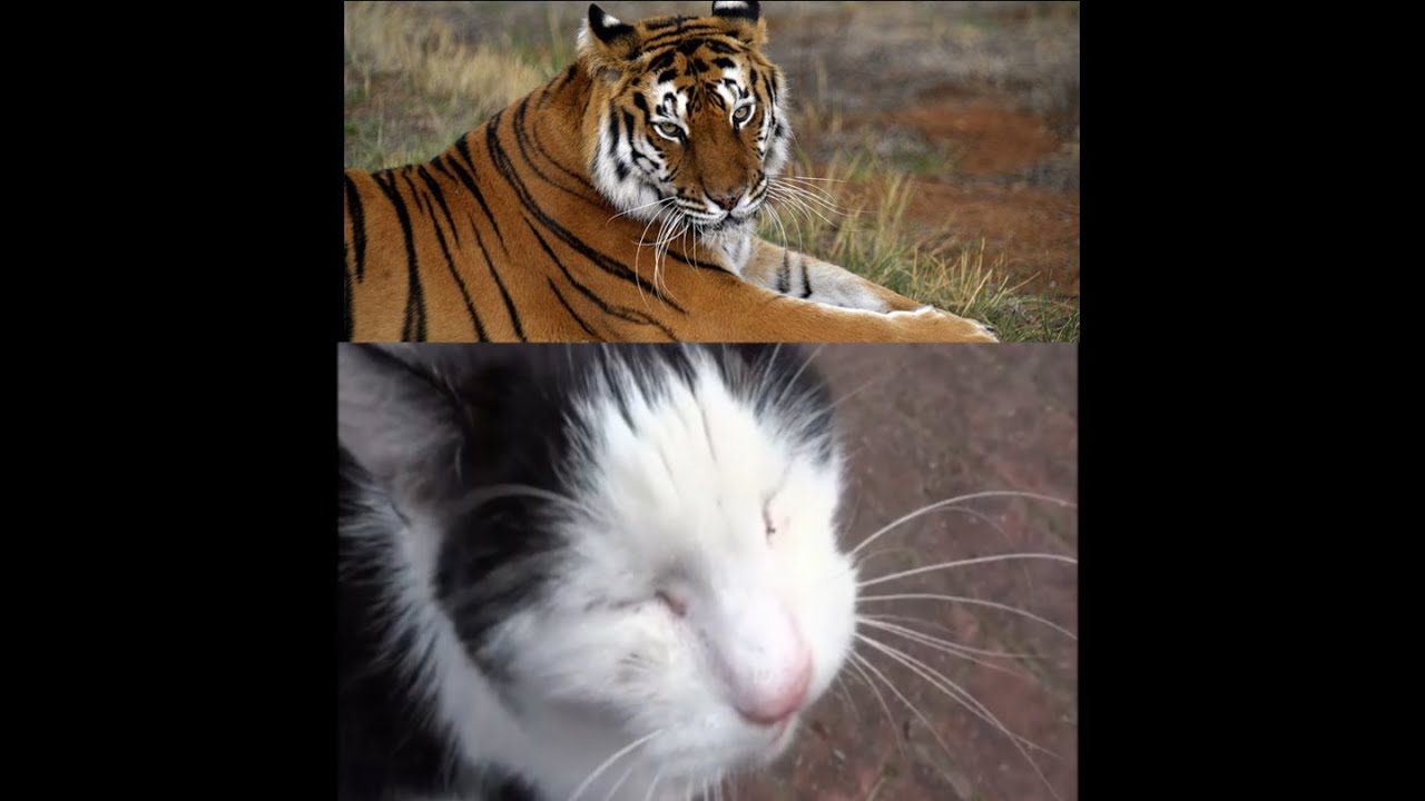 Tigers meow exactly like house cats, just a few octaves lower! - YouTube
