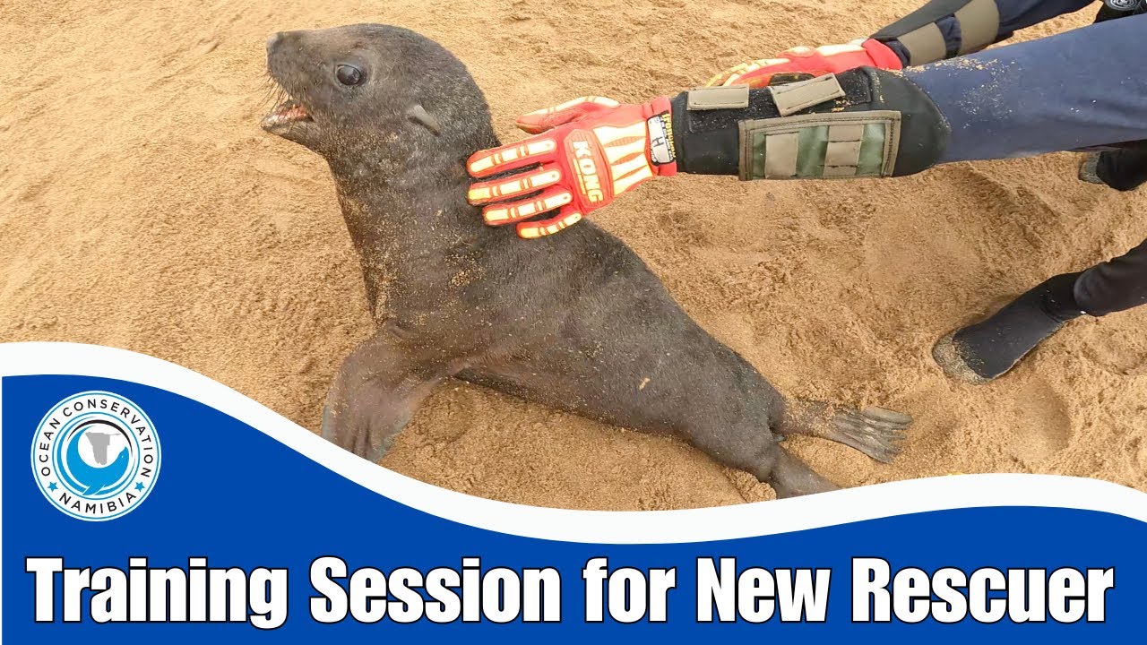 Training Session for New Rescuer - YouTube