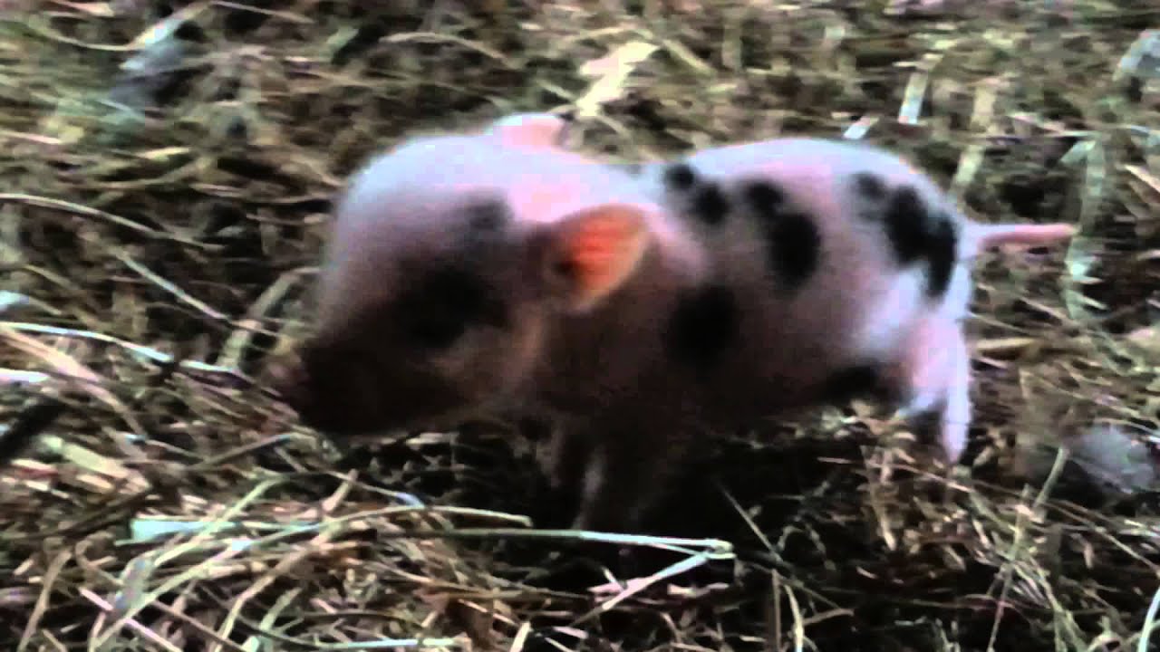 After dinner, Pig's wee wee - YouTube
