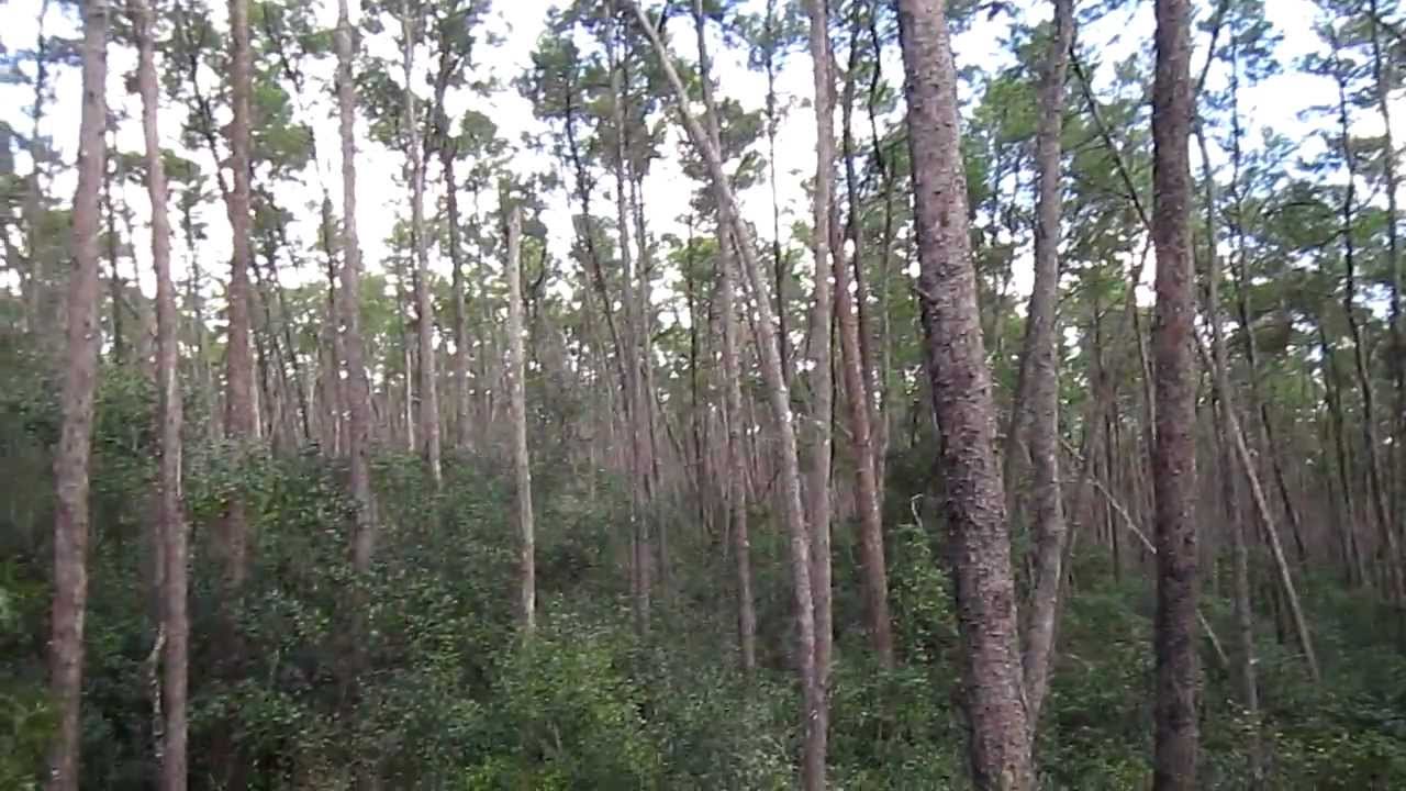 Tree Stand View - YouTube