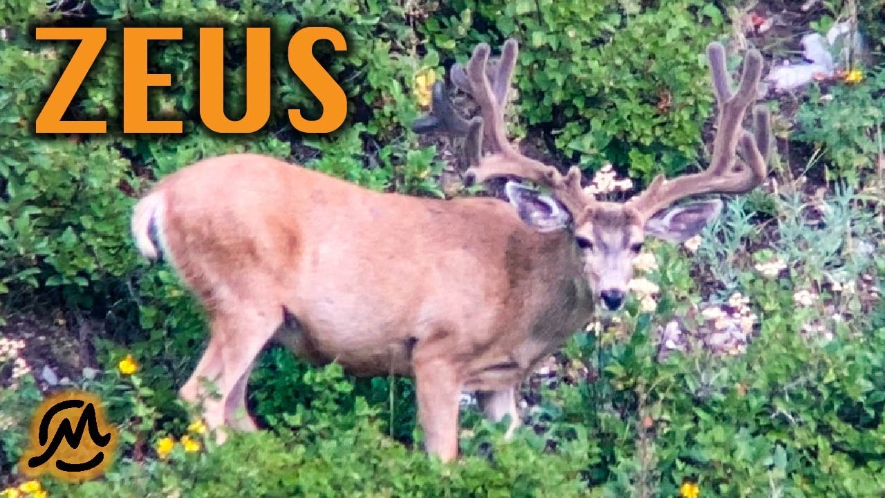 HUNTING ZEUS | 40" WIDE MULE DEER - YouTube