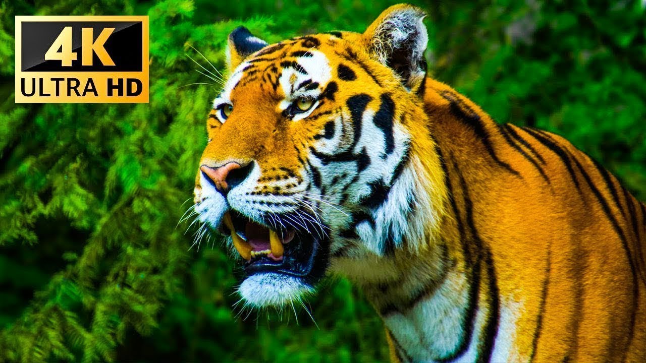 İncredible Animals Documentary in 4K ULTRA HD / 4K TV - YouTube
