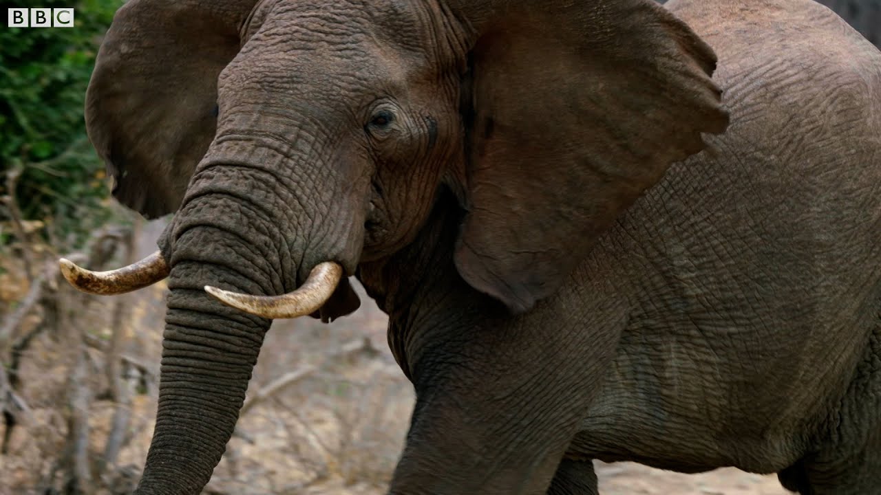 Do Elephants Cry? ﻿| Weird Animal Searches | BBC Earth Kids - YouTube