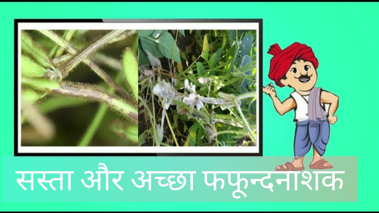 Soybean fungicide Haru Marathi - YouTube