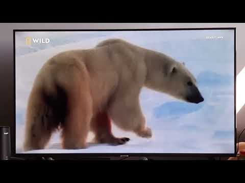 Polar Bear | When Predators Attack | Nat Geo Wild - YouTube