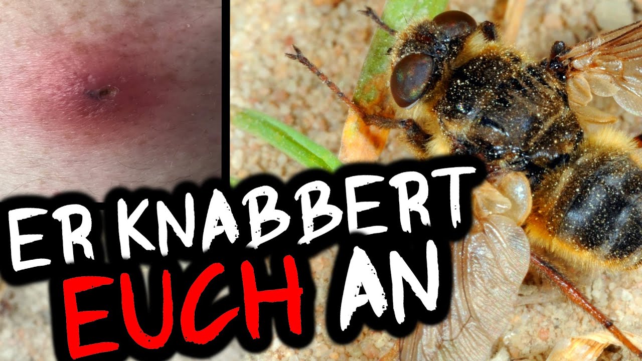 Dasselfliegen die **rensöhne - YouTube