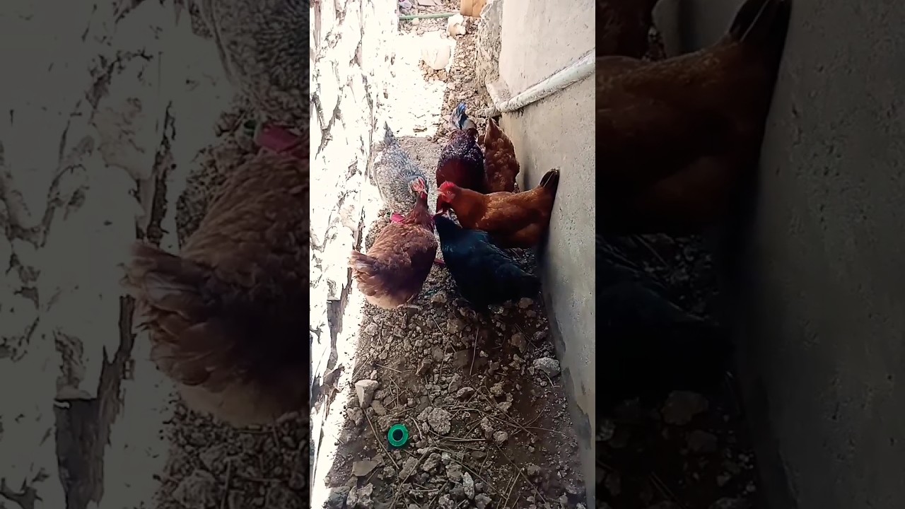 Kienyeji chicken rearing🐓🐓 - YouTube