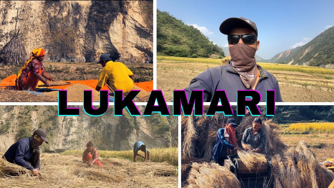 Lukamari Dhaan Sangaa Gaughar maa @NabinBhandari13 #vlog #gaughar # ...