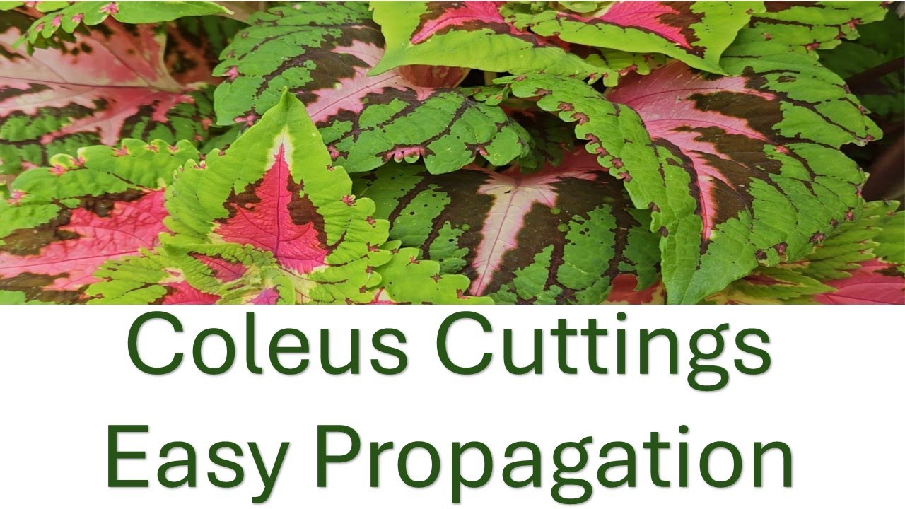 Coleus Cuttings Easy Propagation - YouTube