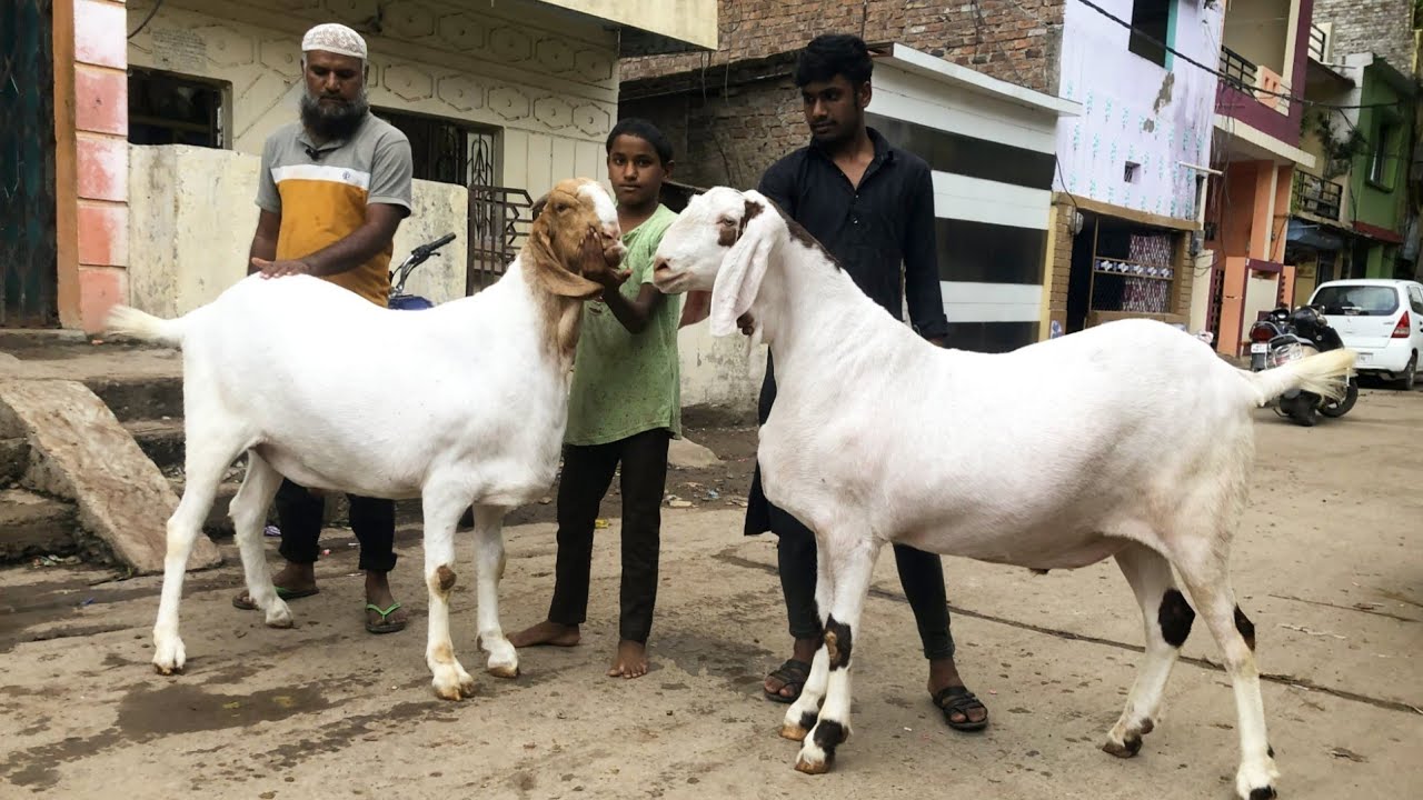 Heaviest khassi Goats in dewas - YouTube