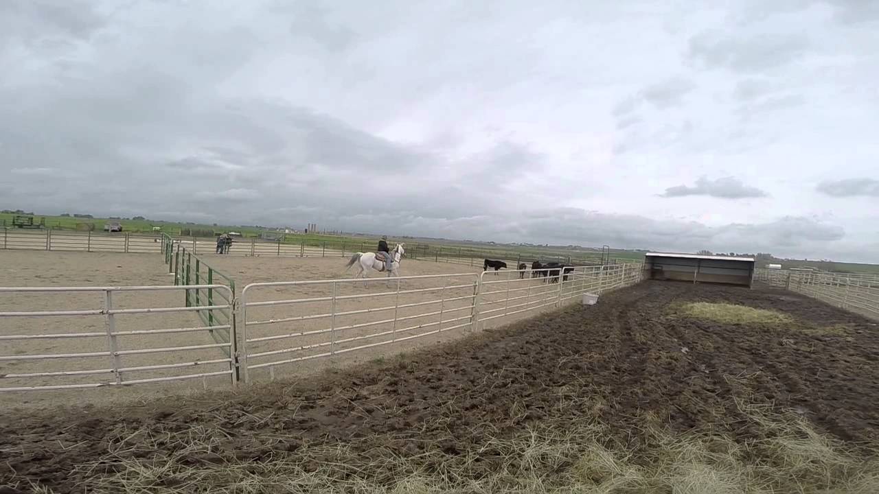 Working Equitation Today US Cattle Test Video 2 - YouTube